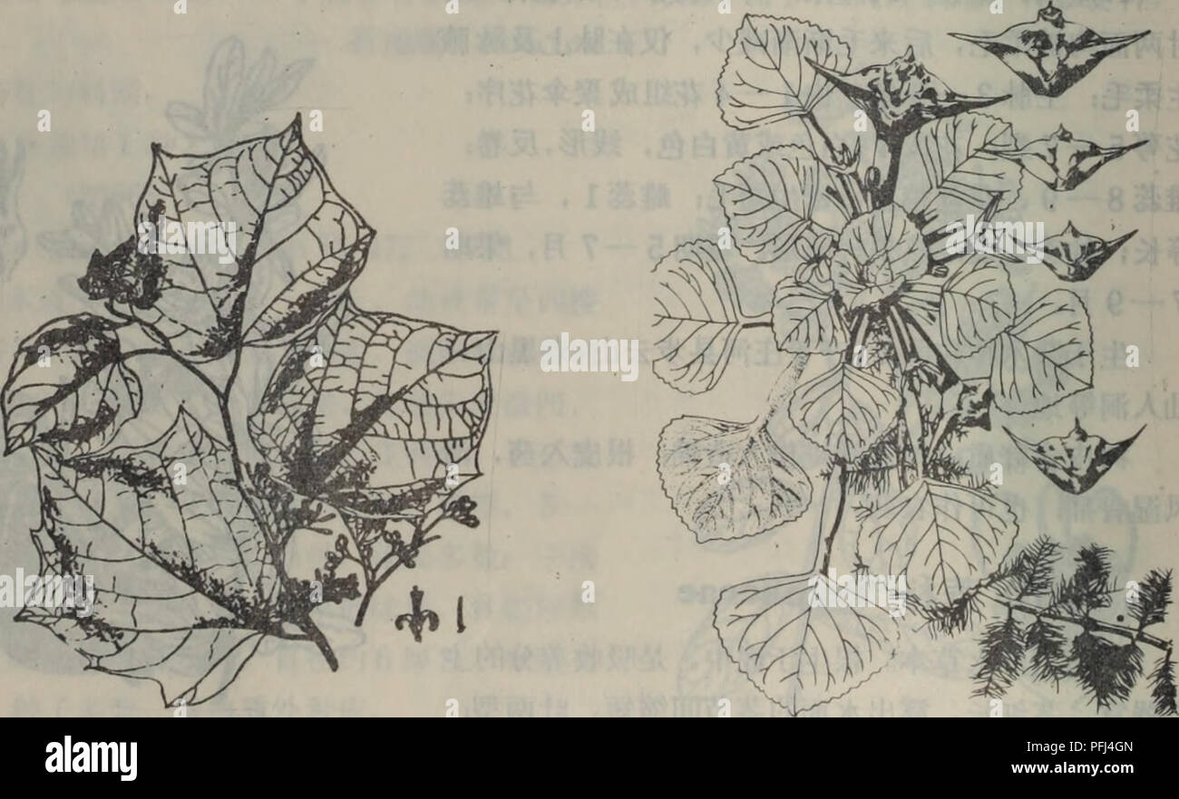 A botanical study of regional flora, focusing on the plant species ...