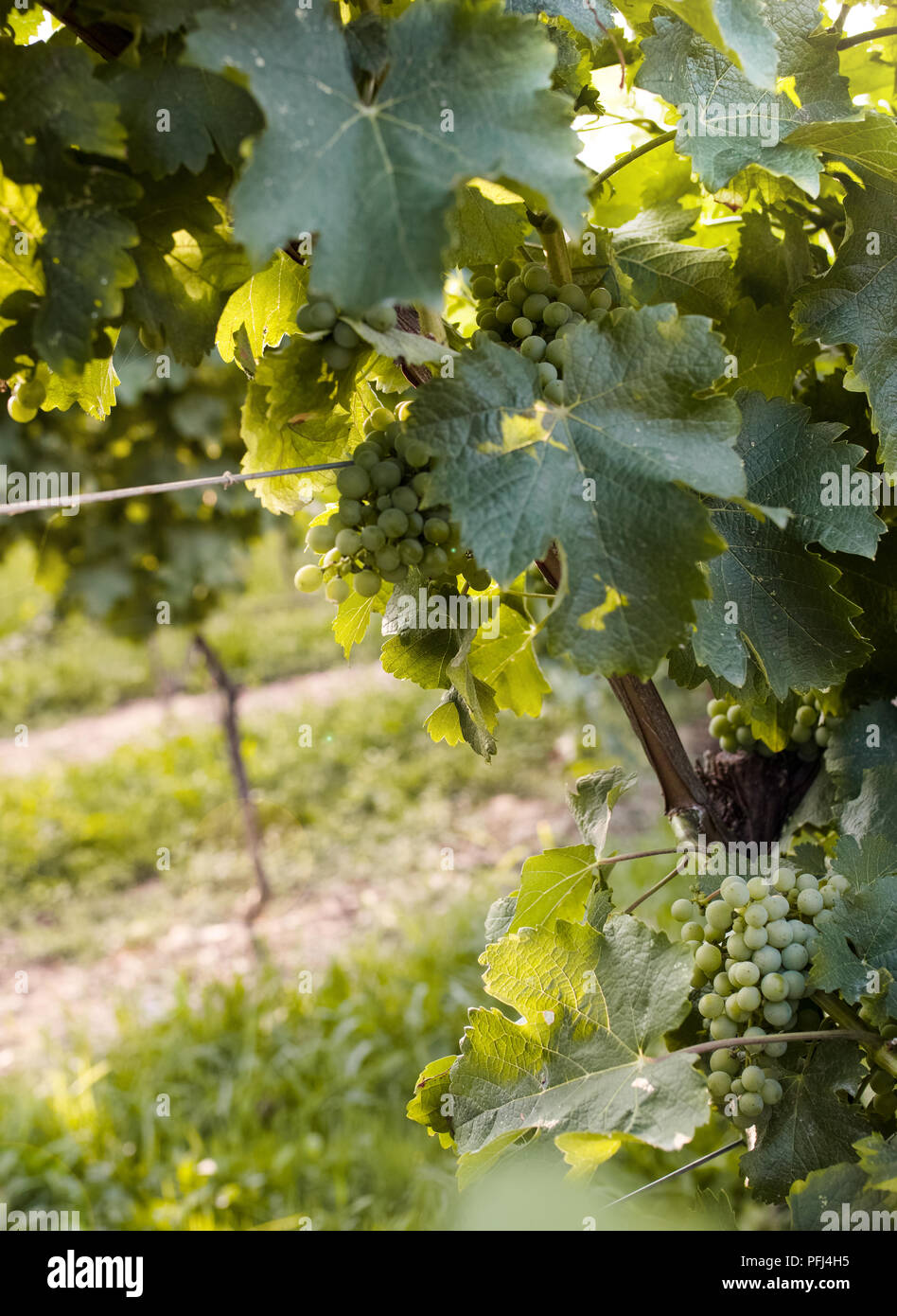 Through the vineyard we see grapes that are not yet ripe Stock Photo ...