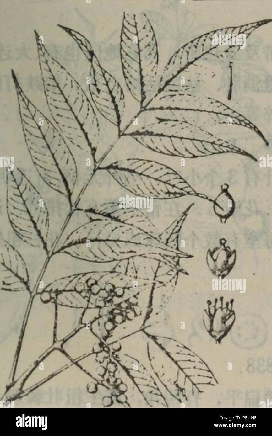 This botanical work focuses on the flora of the Dalian region in China ...