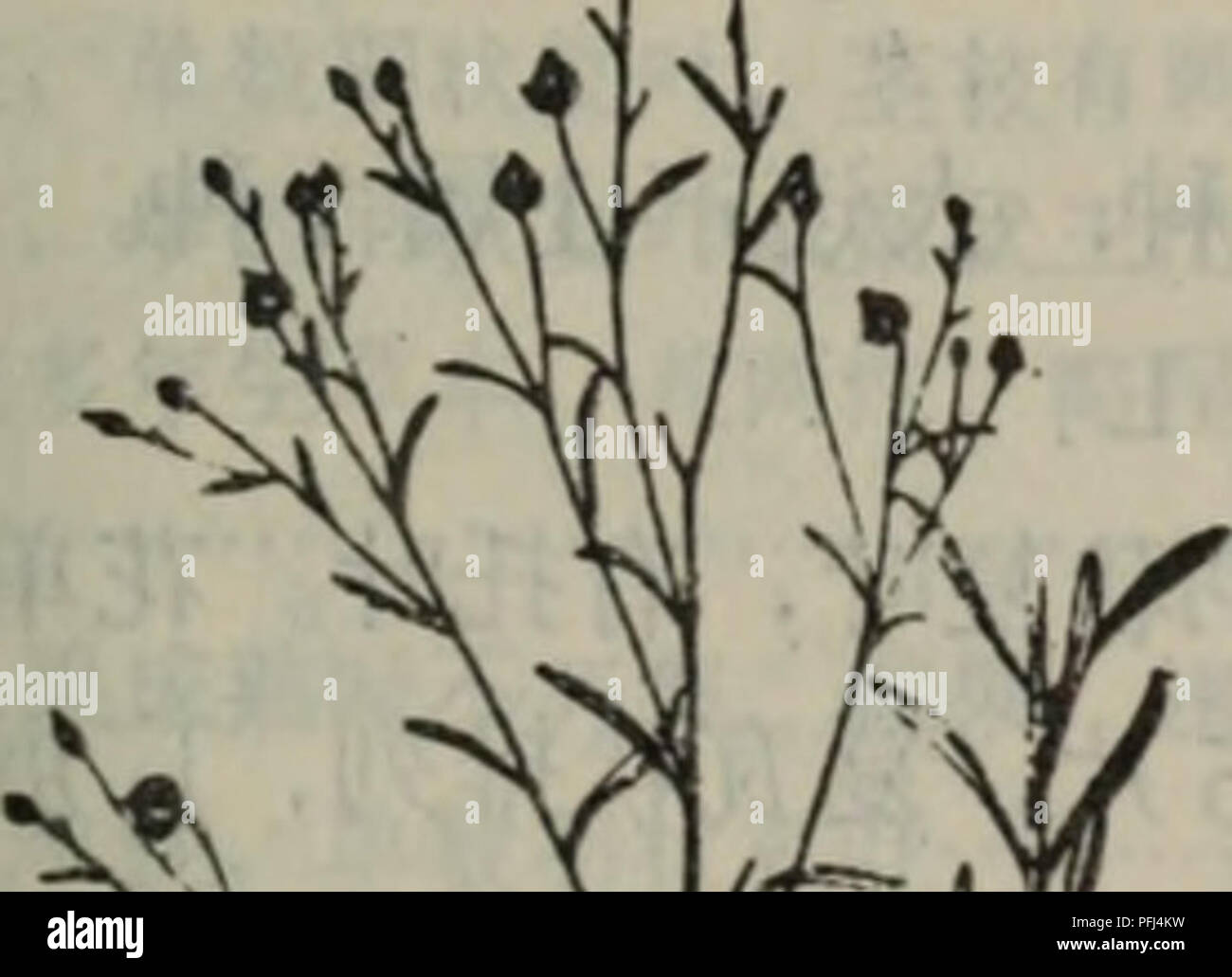 This botanical work focuses on the flora of the Dalian region ...