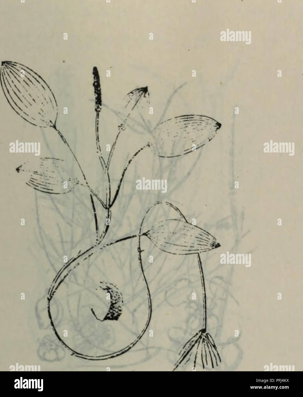 This Chinese work, *Plants of the Dalian Region*, offers an in-depth ...