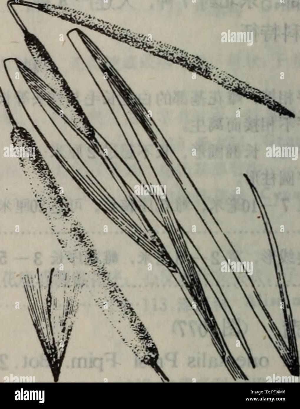 Typha angustata hi-res stock photography and images - Alamy