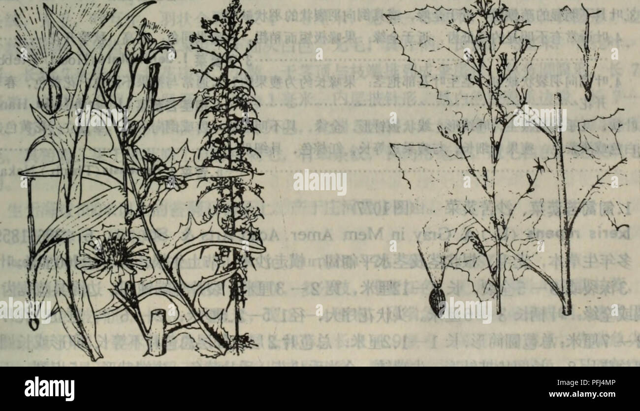 A botanical text that illustrates and catalogs plants from the Dalian ...