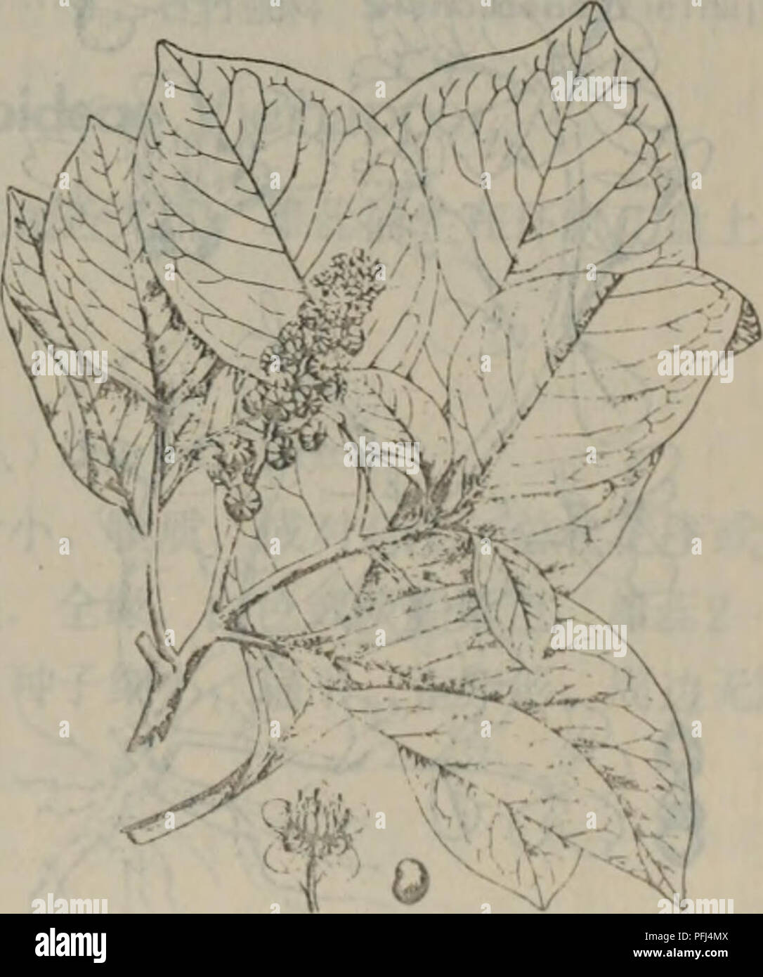 This text provides a detailed study of the flora of the Dalian region ...