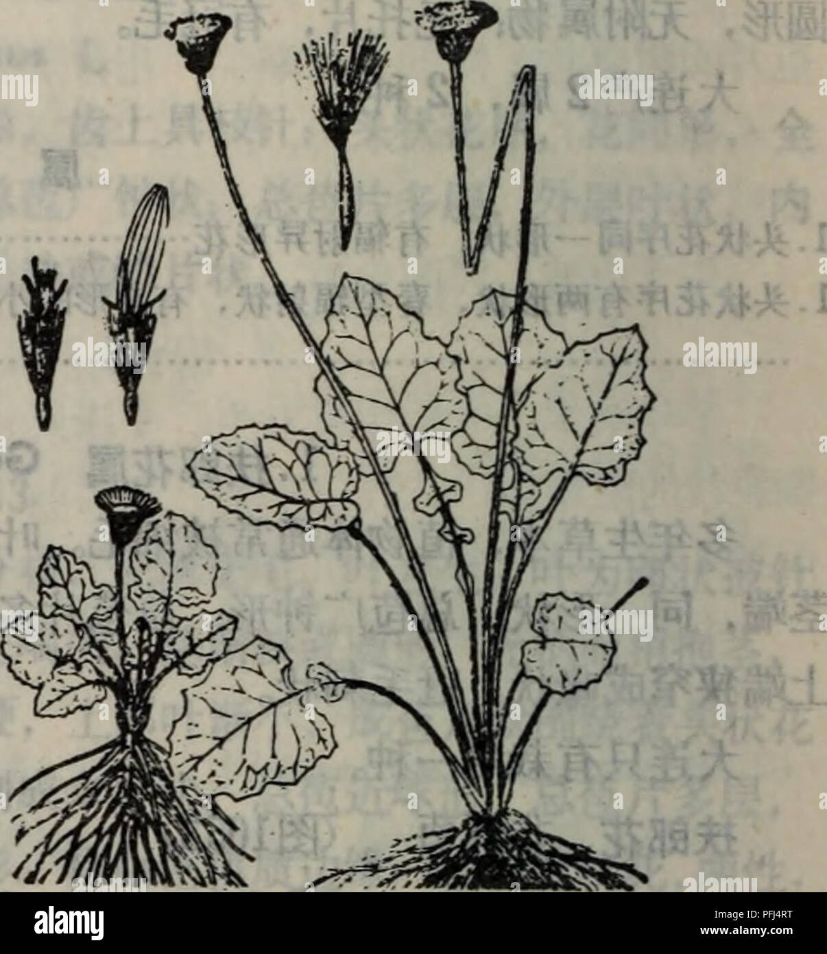 Ichor High Resolution Stock Photography and Images - Alamy