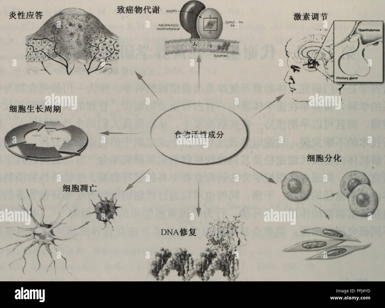 This Chinese text focuses on botany, providing insight into various ...