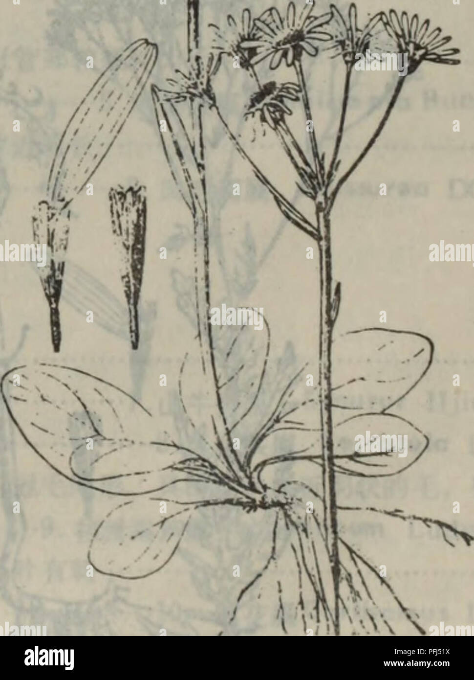This botanical work focuses on plant species in the Dalian region ...
