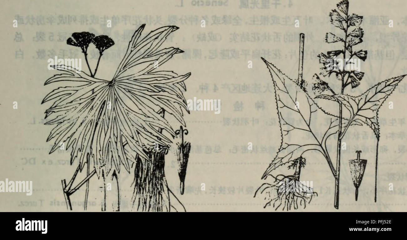 This botanical work focuses on the flora of the Dalian region ...