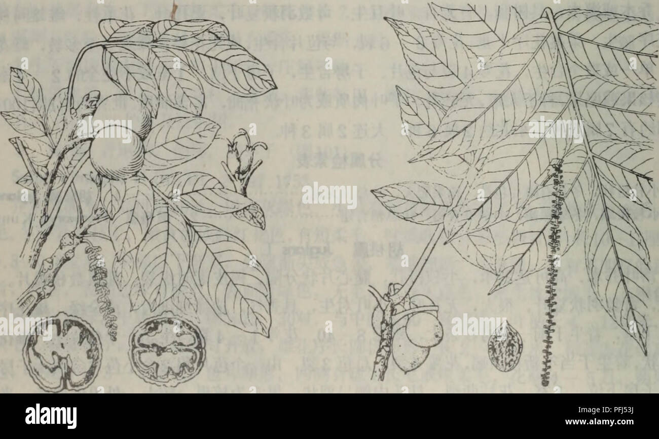 This work, translated as 'Botany of the Dalian Region,' documents the ...