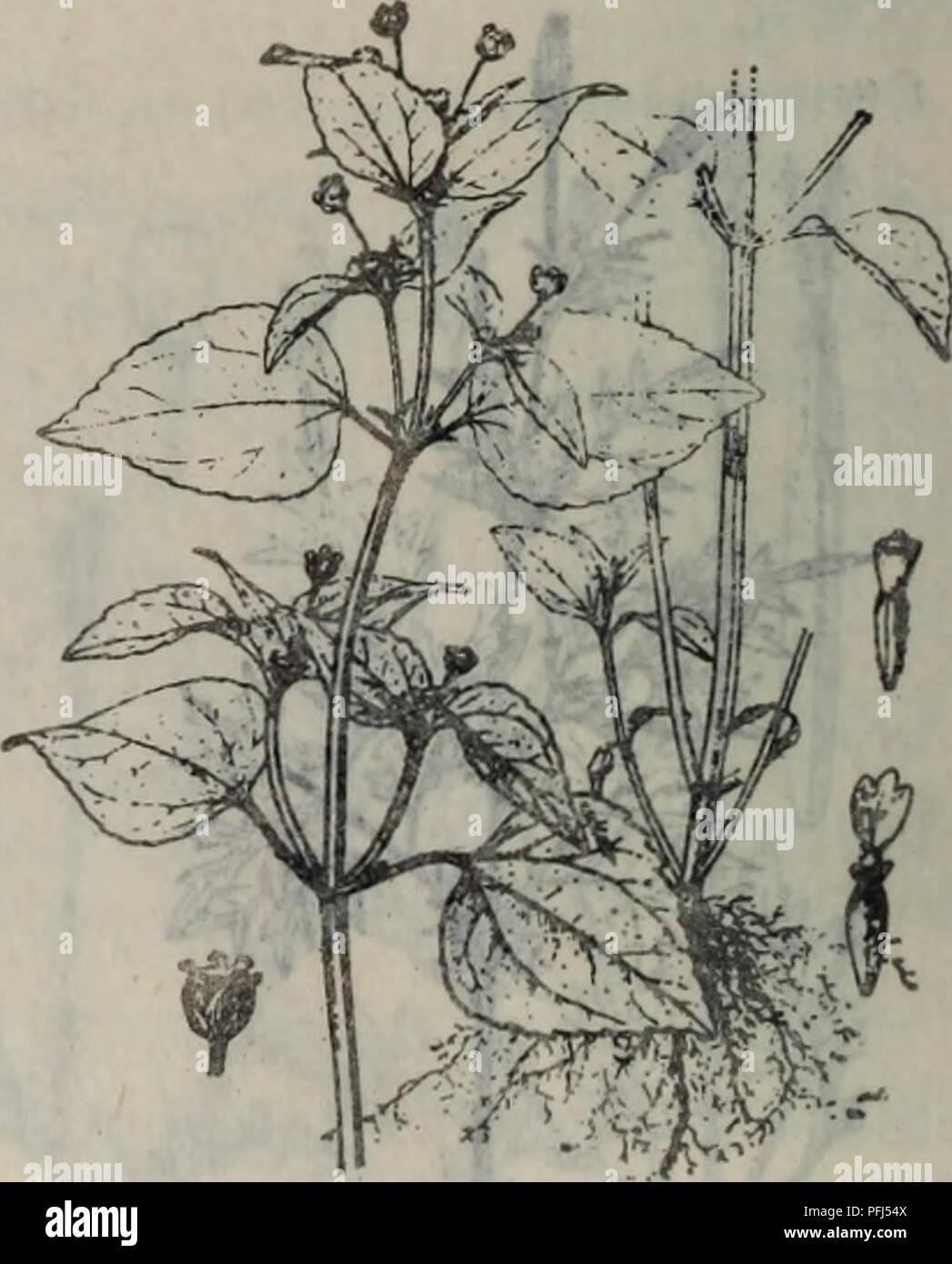 This botanical work focuses on the plant species of the Dalian region ...