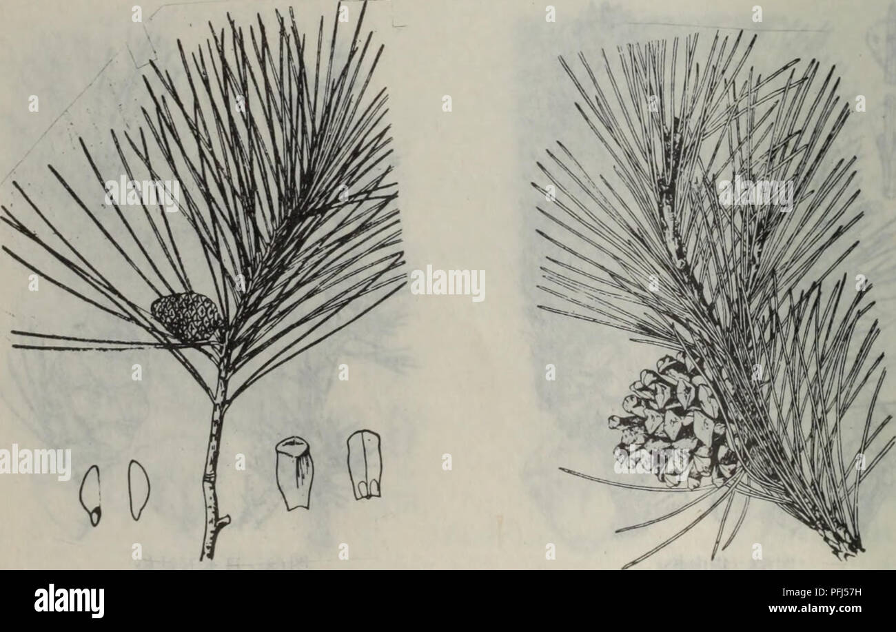 This text focuses on the botanical classification and characteristics ...
