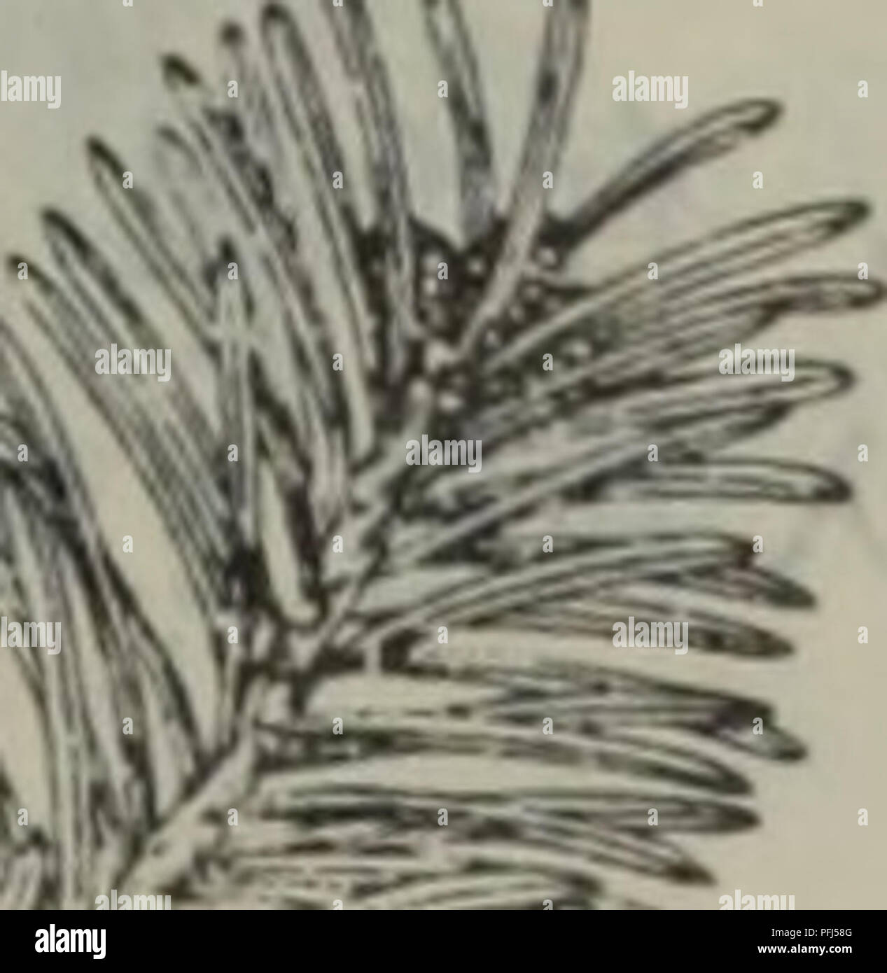 This botanical work details the plants of Dalian, China, offering ...