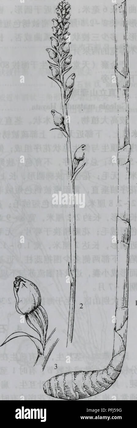 An illustration of a species from the Orchidaceae family, featuring ...
