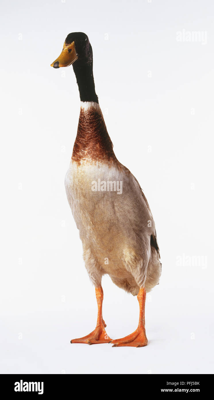 Indian runner duck, standing Stock Photo - Alamy
