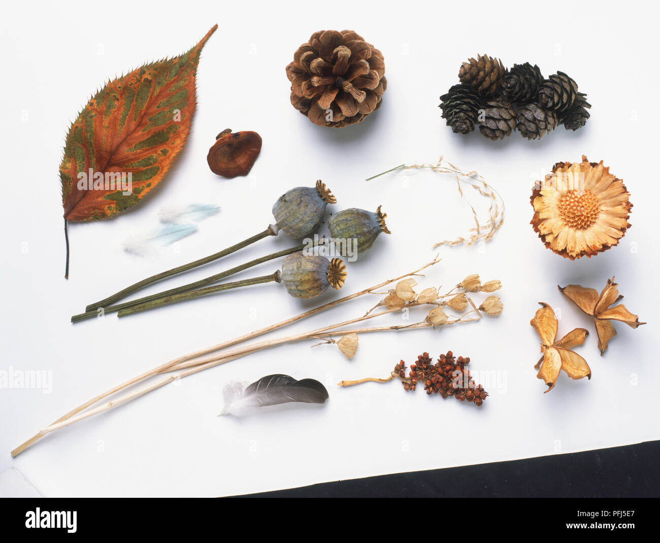 Dried flowers, seed pods and leaves, poppy, pine cones Stock Photo - Alamy