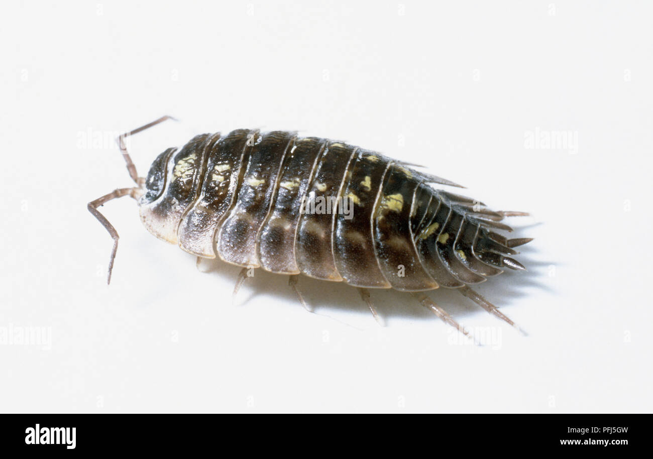 A woodlouse, view from above Stock Photo - Alamy