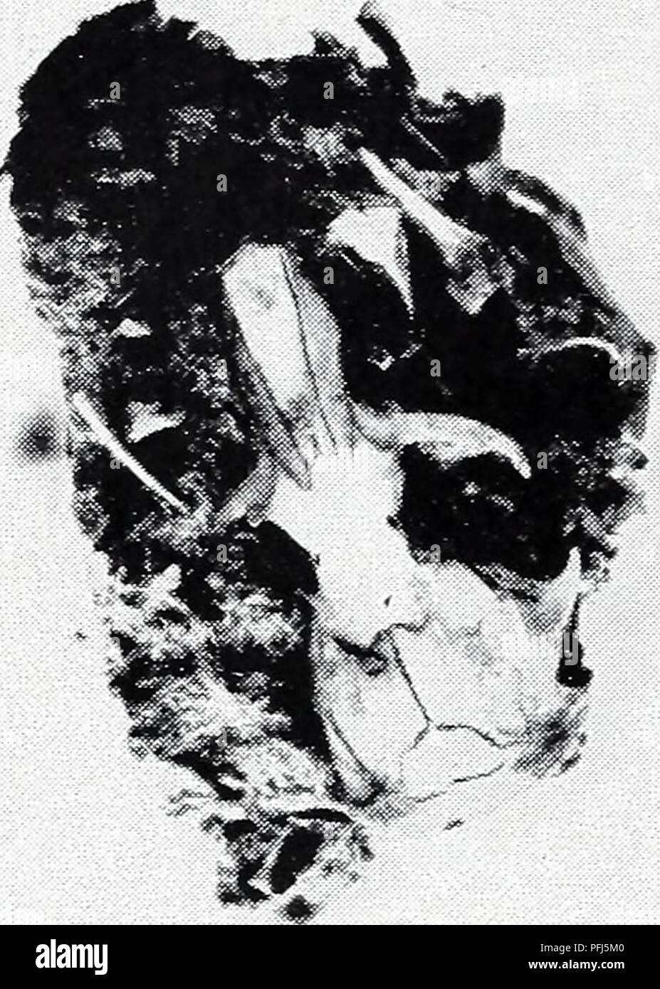 This research explores the impact of the Dalles pocket gopher on forage ...