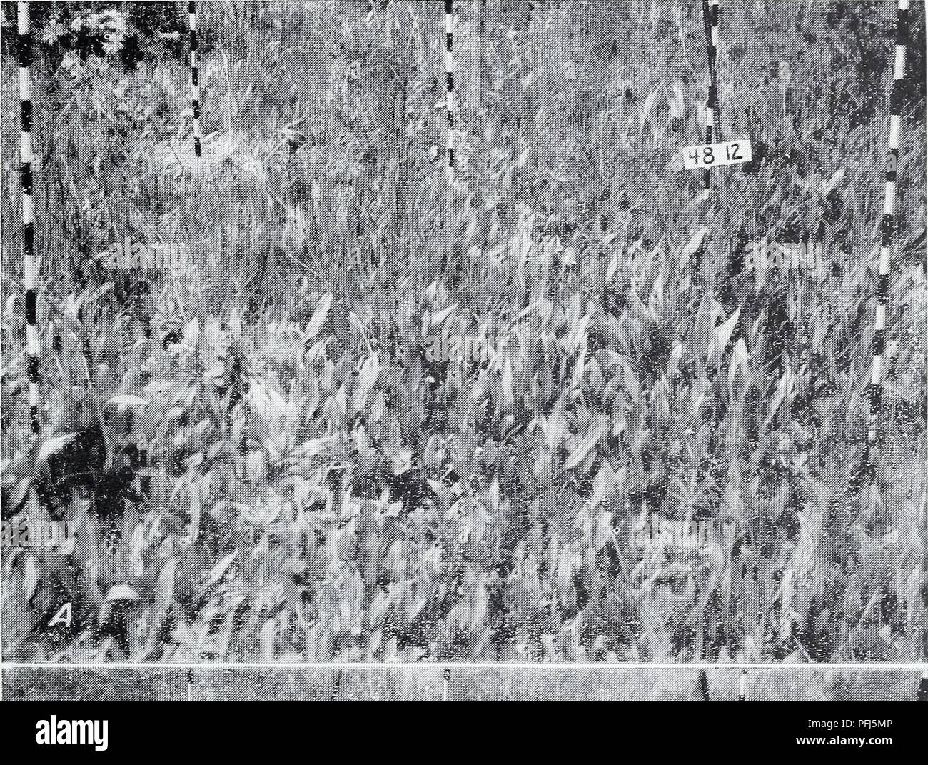 This study examines the impact of the Dalles pocket gopher on forage ...