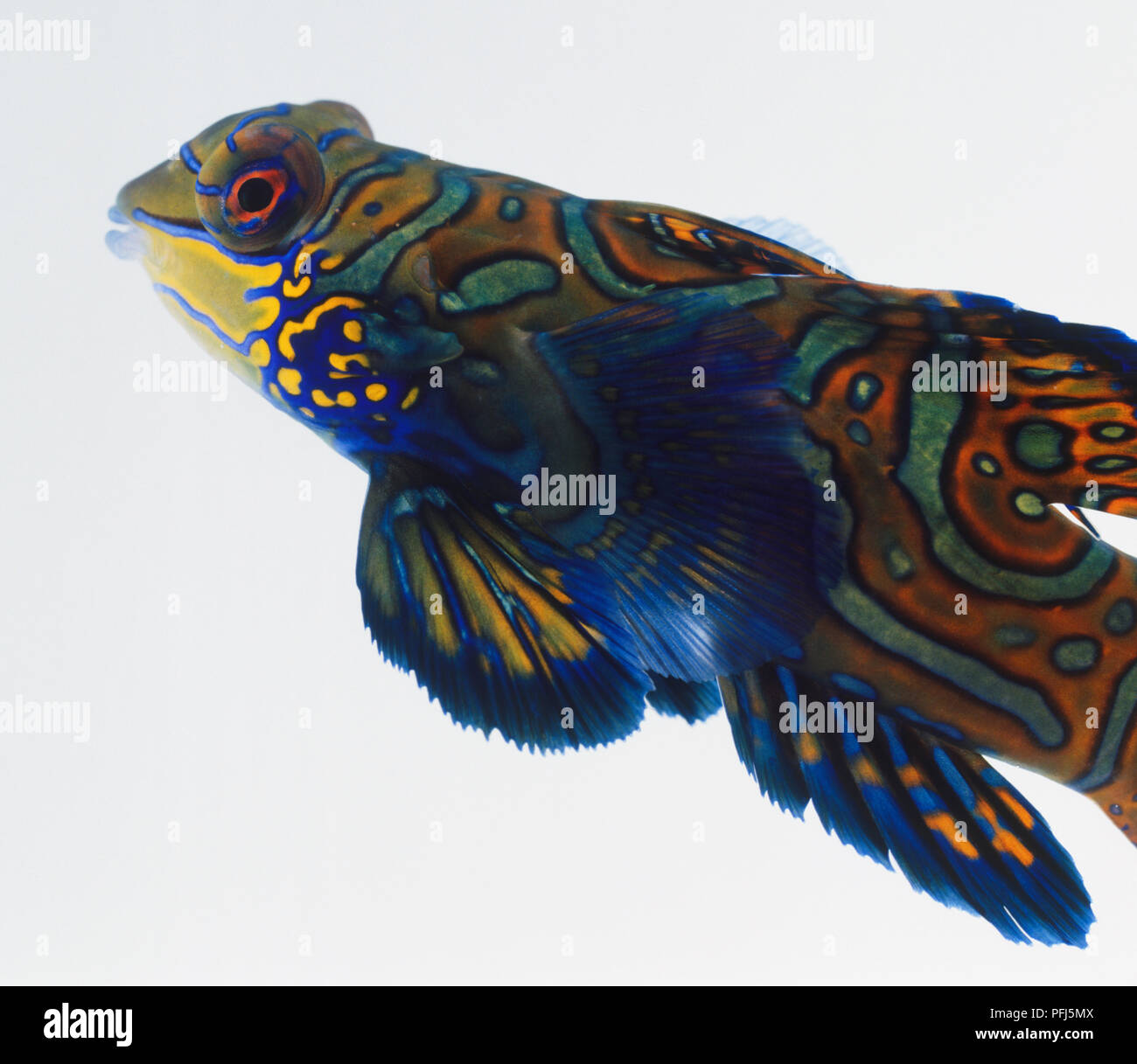 Mandarinfish (Synchiropus splendidus), side view Stock Photo - Alamy