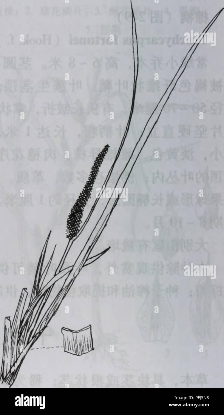 This document presents a botanical description of a range of plant ...