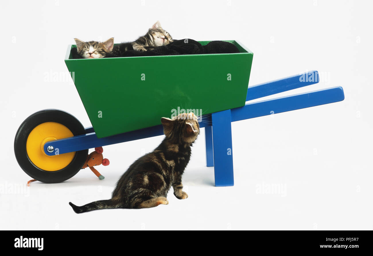 Kittens in a wheelbarrow, and a single kitten outside looking up Stock ...