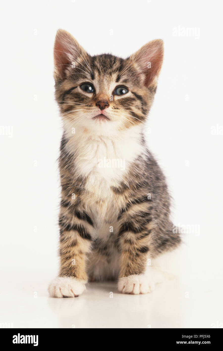 Brown and white tabby kitten, front view Stock Photo - Alamy
