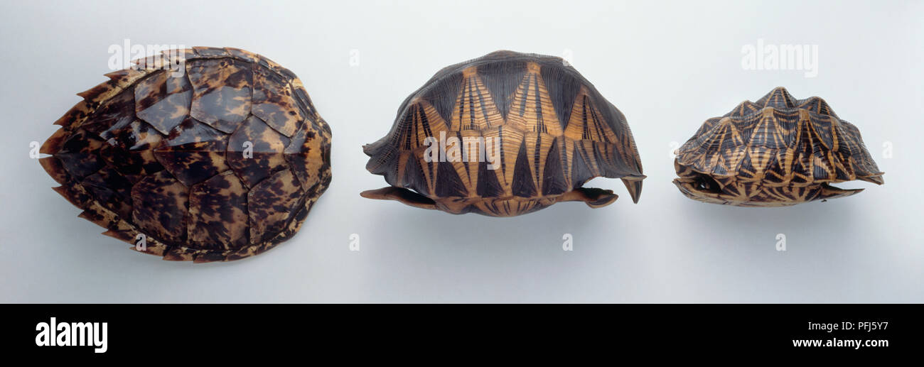 Shells of Starred Tortoise, Hawksbill Turtle, and Radiated Tortoise ...