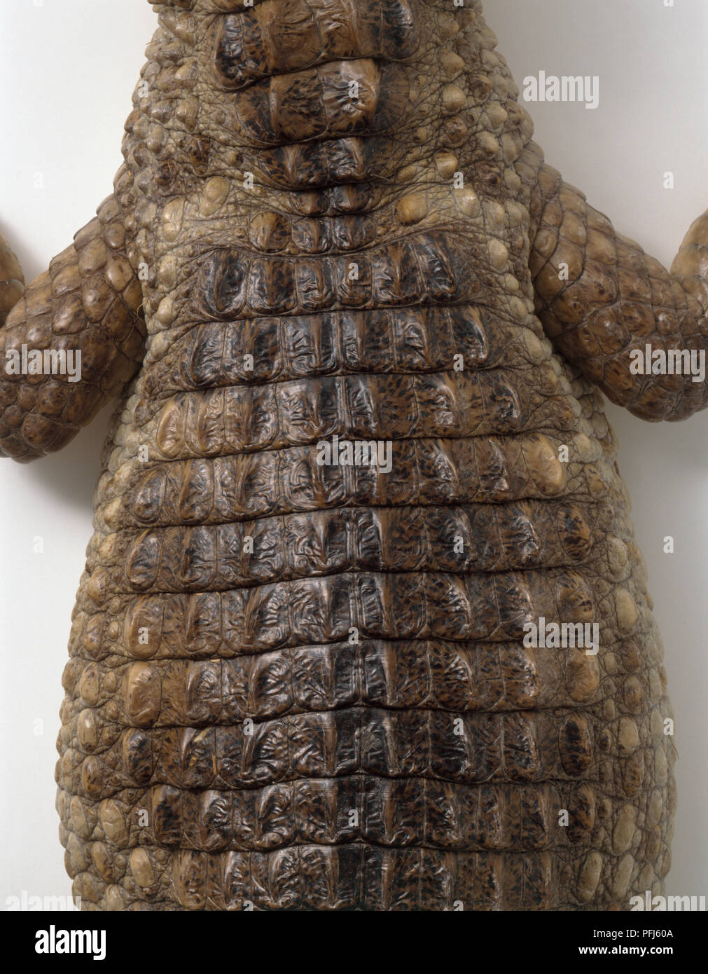 Scaly skin on back of Spectacled Caiman (Caiman crocodilus Stock Photo ...
