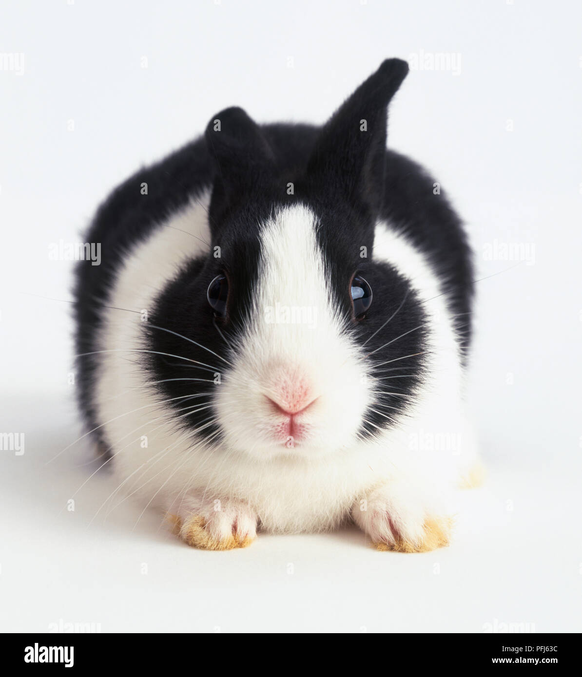 Black and white rabbit, front view Stock Photo - Alamy