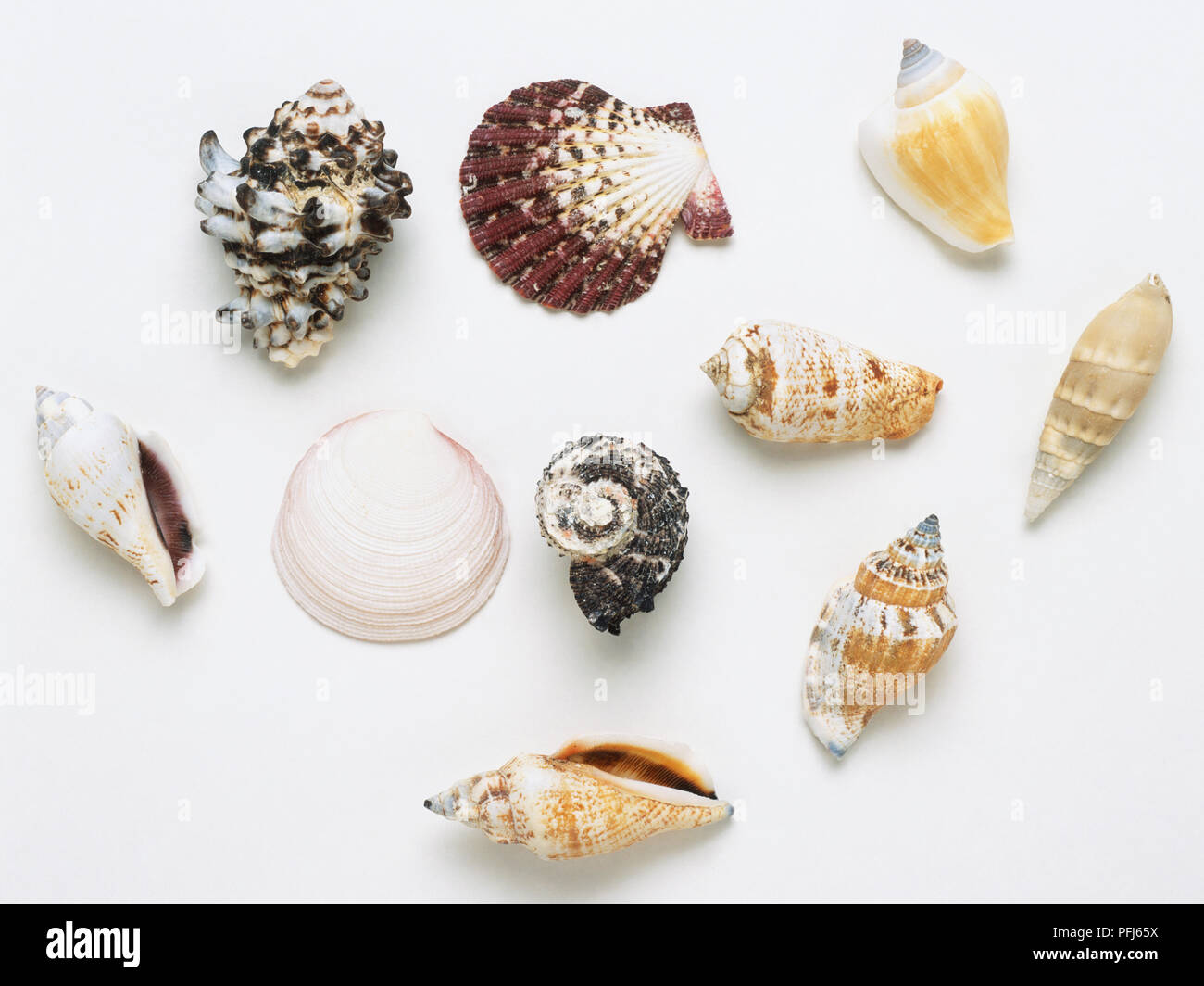 Collection of sea shells Stock Photo - Alamy