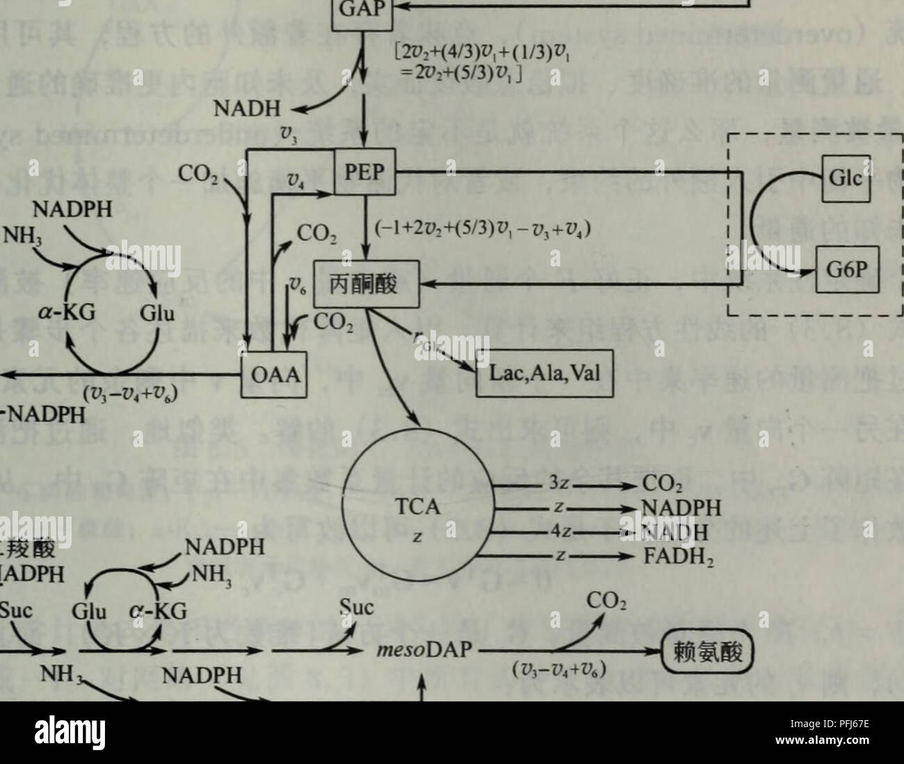 This technical text explores advanced concepts in plant biochemistry ...