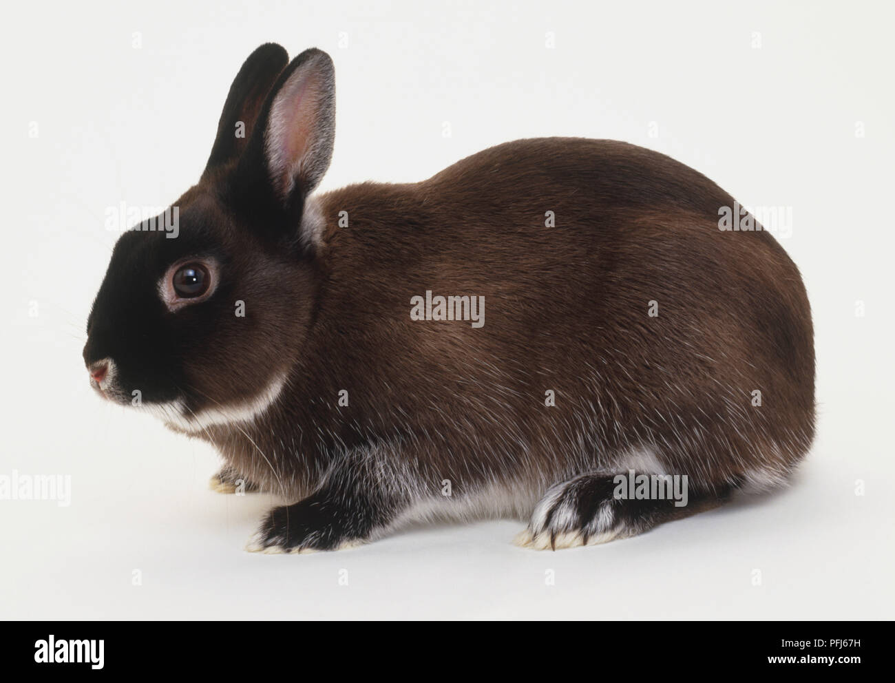 Netherland dwarf rabbit, side view Stock Photo - Alamy