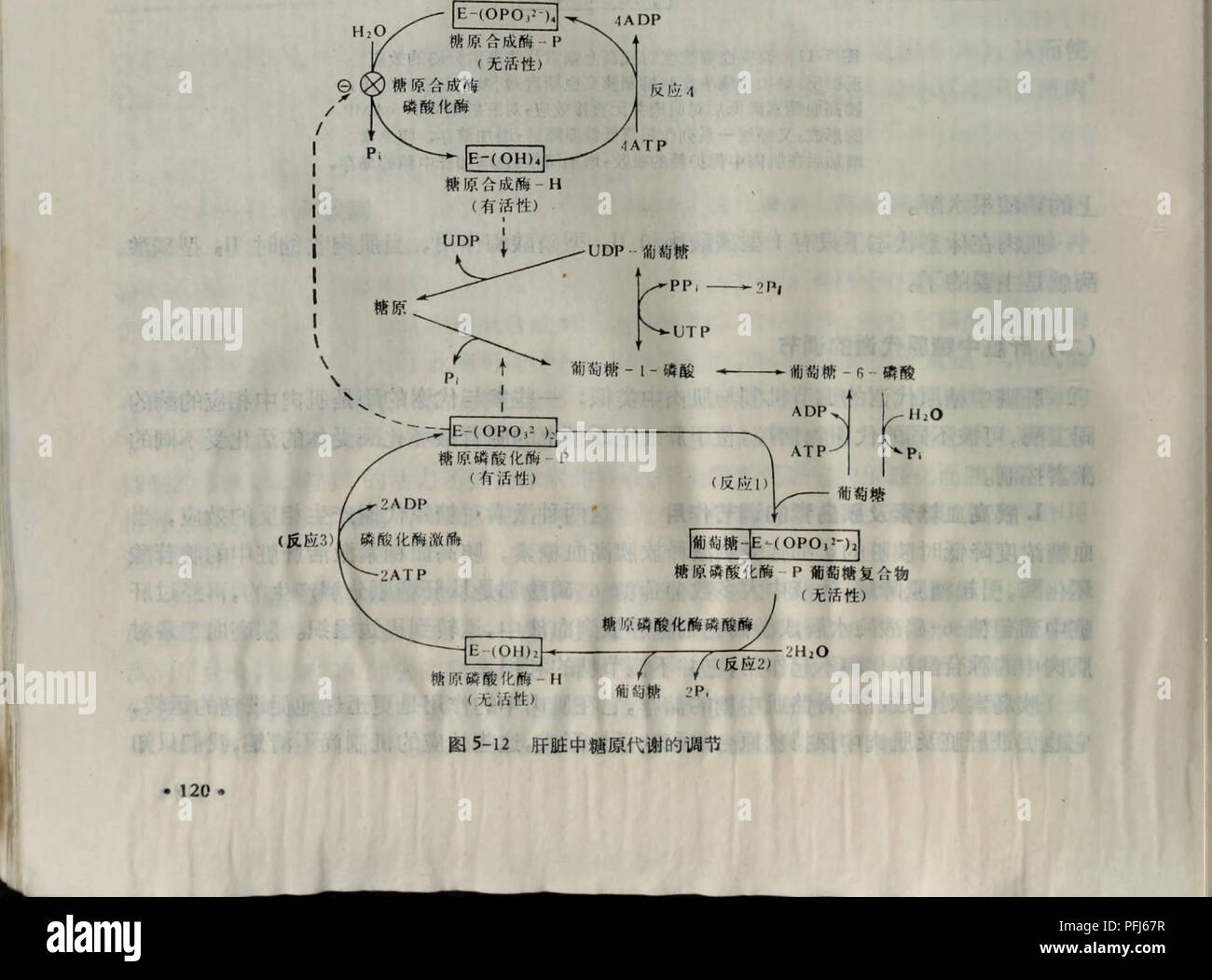 This Chinese botanical work explores the mechanisms of plant ...