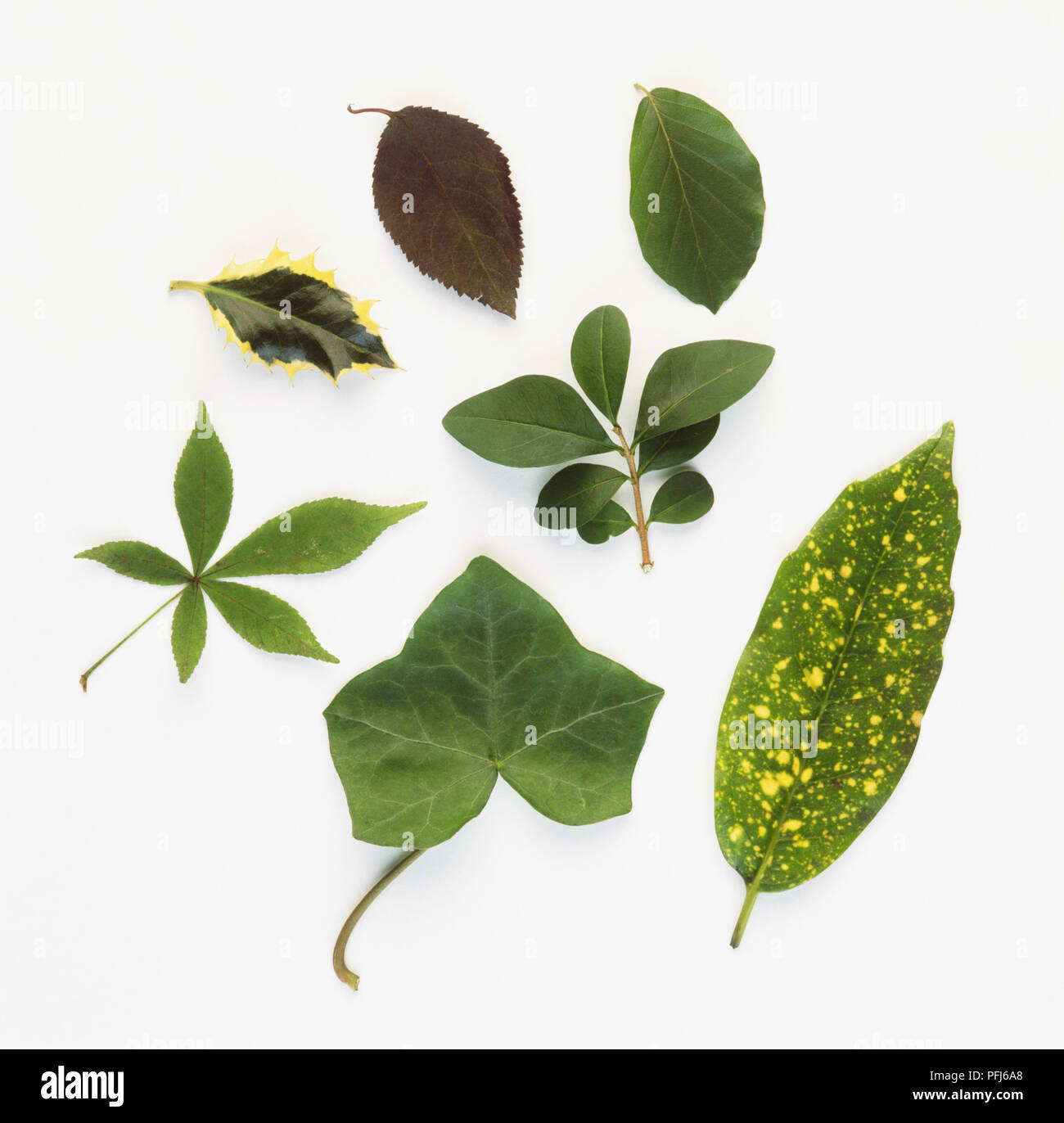 Collection of broadleaves Stock Photo - Alamy