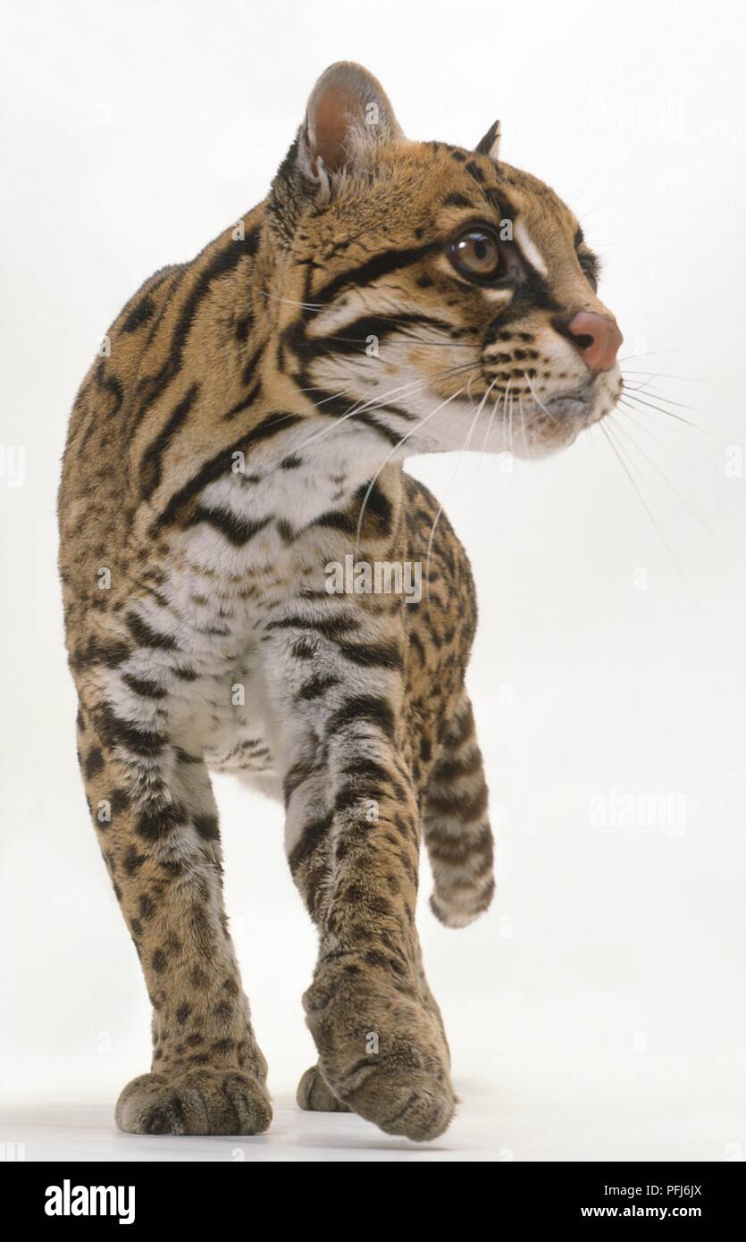 Ocelot family hi-res stock photography and images - Alamy