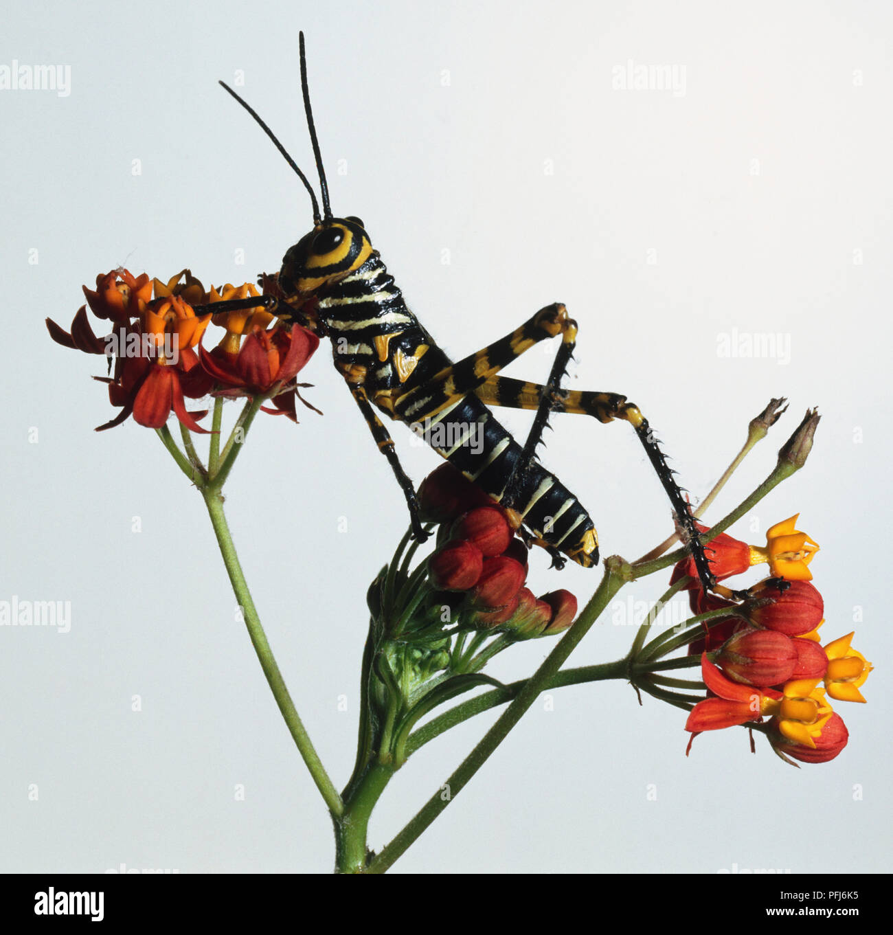 Side view of Grasshopper on flower bud Stock Photo - Alamy