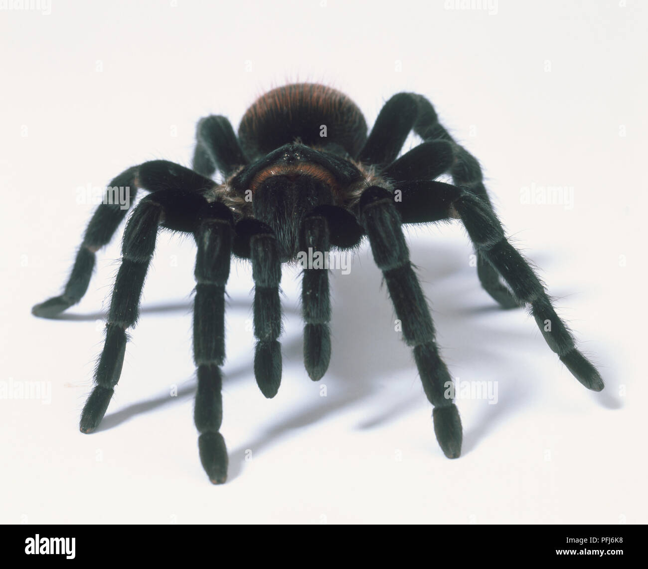 Mexican red-rumped tarantula (Brachypelma vagans), a black spider ...