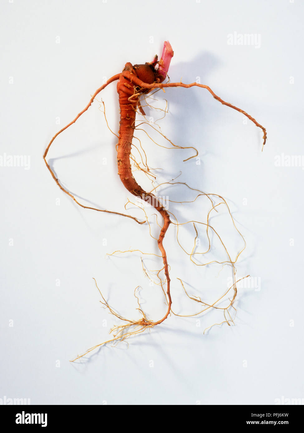 Root of Phytolacca decandra (Pokeweed Stock Photo - Alamy