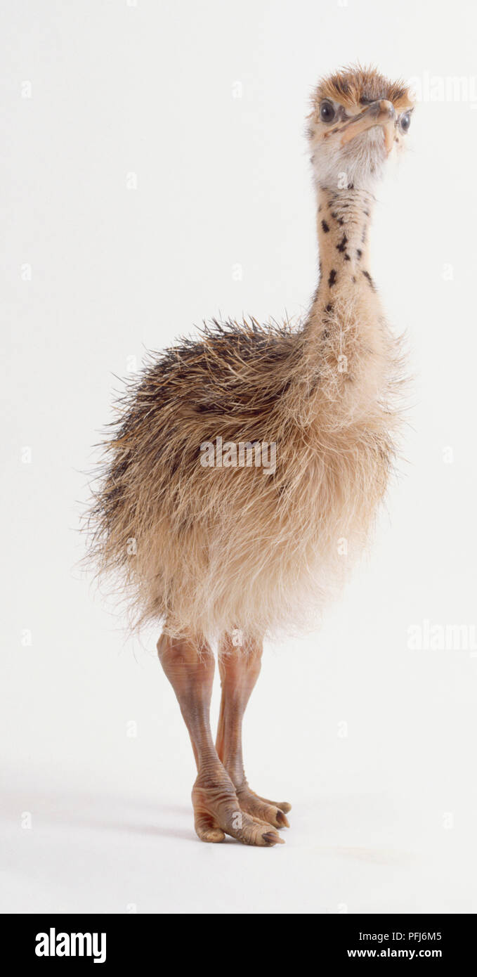 Ostrich chick (Struthio camelus), standing with its head raised Stock ...