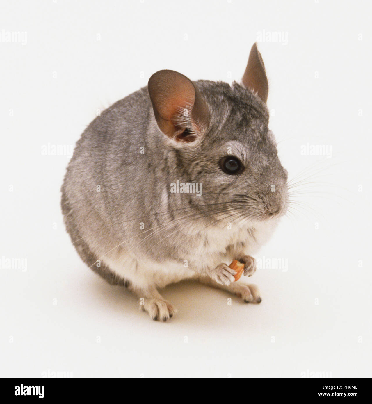 Chinchilla lanigera hi-res stock photography and images - Alamy