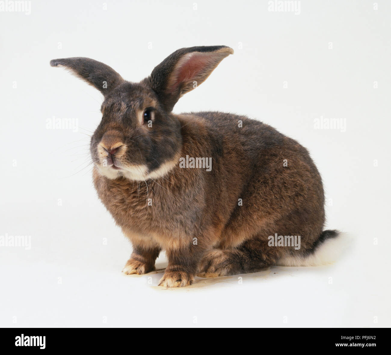 Grey-brown rabbit with a white chin and tail Stock Photo - Alamy