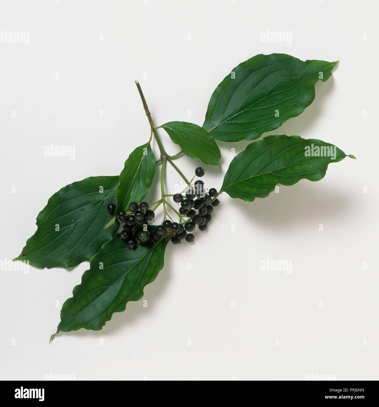 Cutting from Cornus walteri (Walter's dogwood), showing leaves and ...
