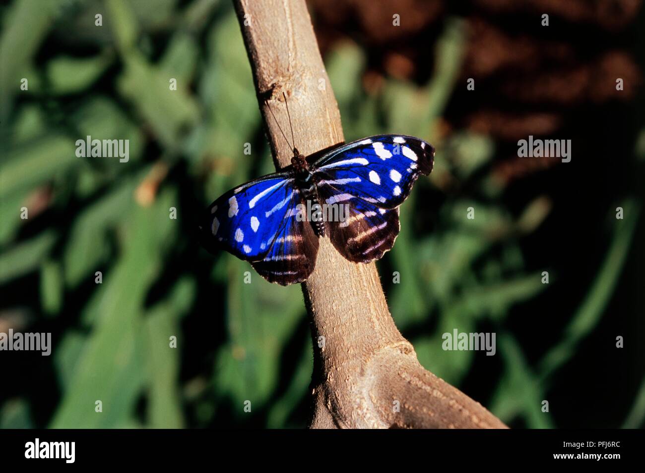 Costa Rica, La Guacima, Myscelia cyaniris (Blue wave butterfly) on ...