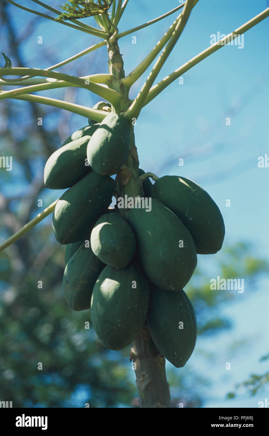Central America, Costa Rica, Guanacaste, Playa Hermosa, Villas del ...