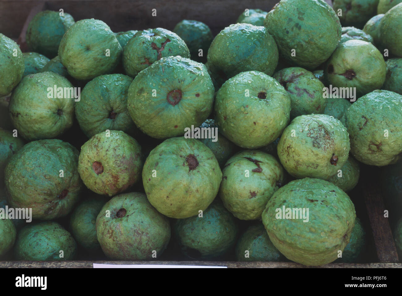 Central America, Costa Rica, Guanacaste, Santa Cruz (Holy Cross), Guava ...