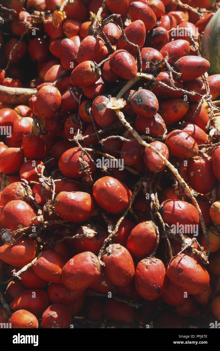 Central America, Costa Rica, Guanacaste, Santa Cruz (Holy Cross ...