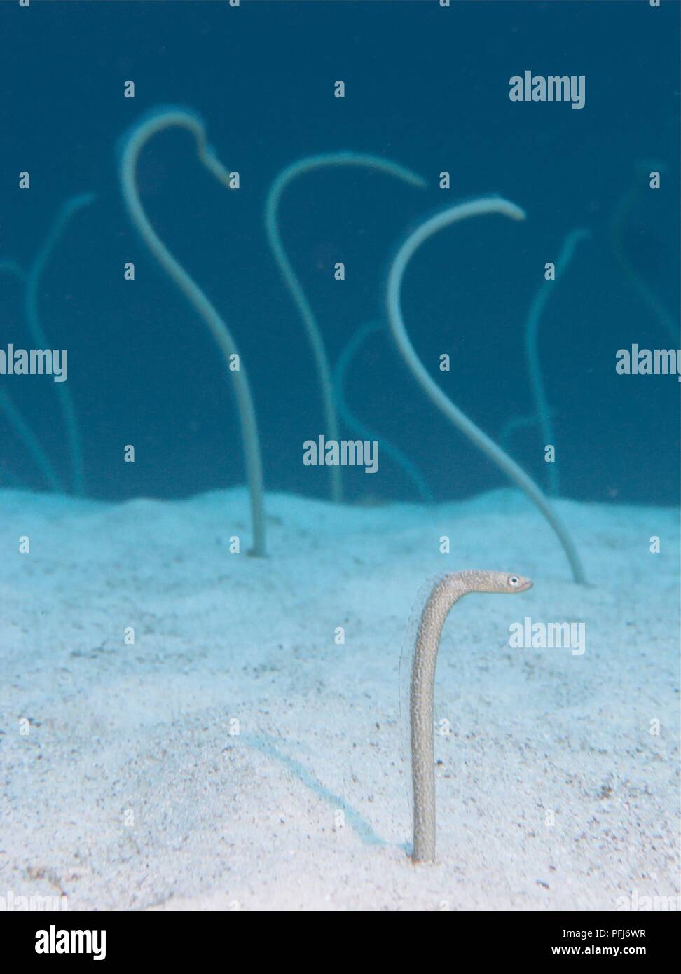 Egypt, Red Sea, Garden eels (Heteroconger cobra) on sea bed, close-up ...