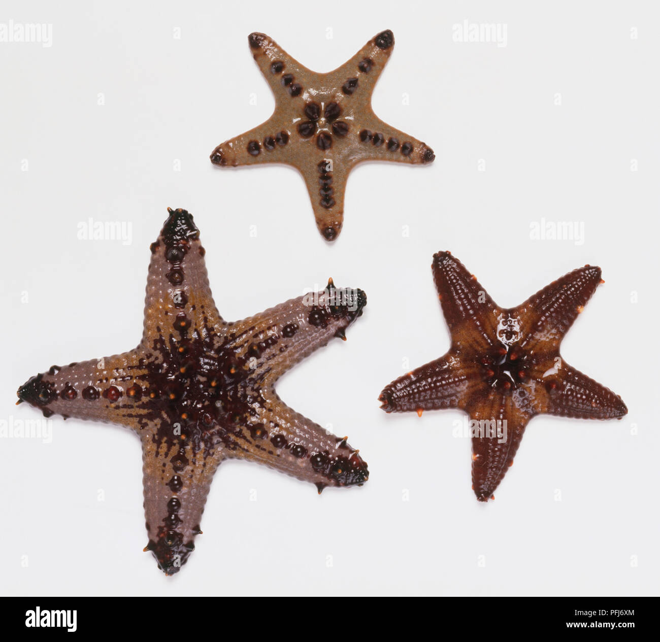 Three starfish, above view Stock Photo - Alamy