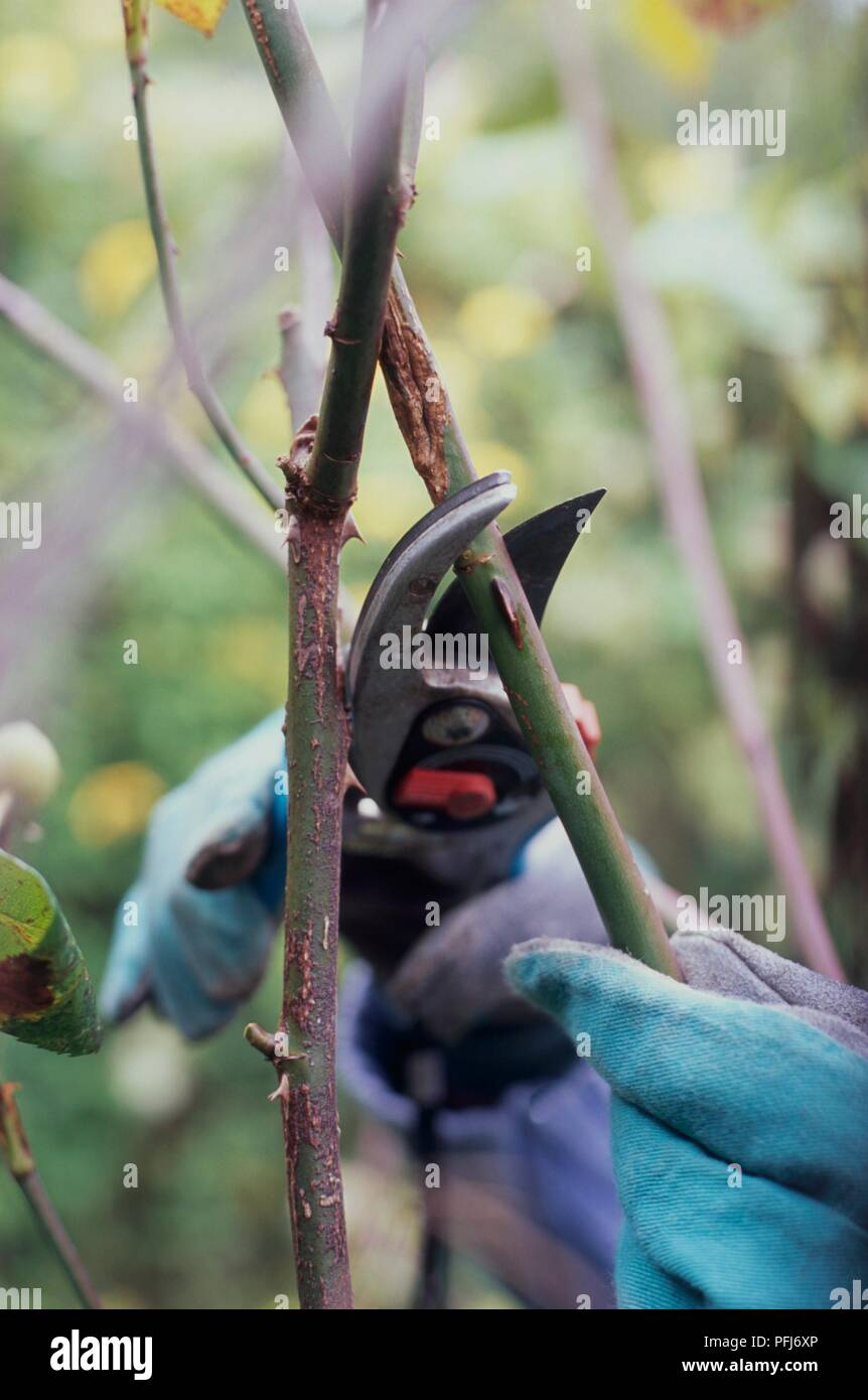 Branches crossing hi-res stock photography and images - Alamy