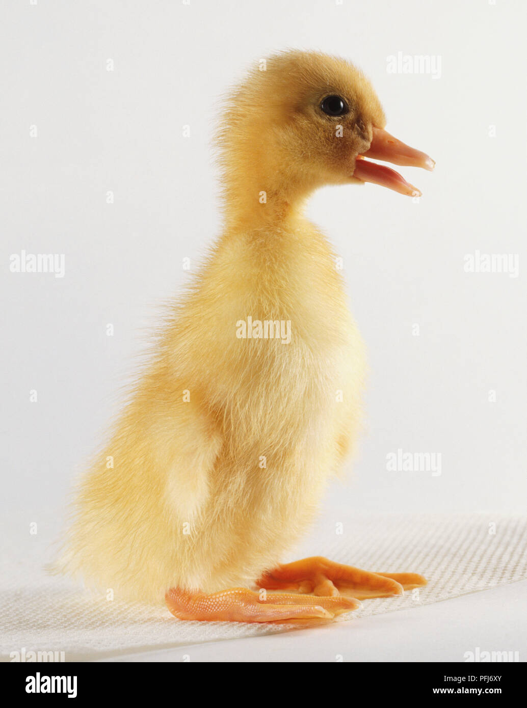 Fluffy yellow duckling, side view Stock Photo - Alamy